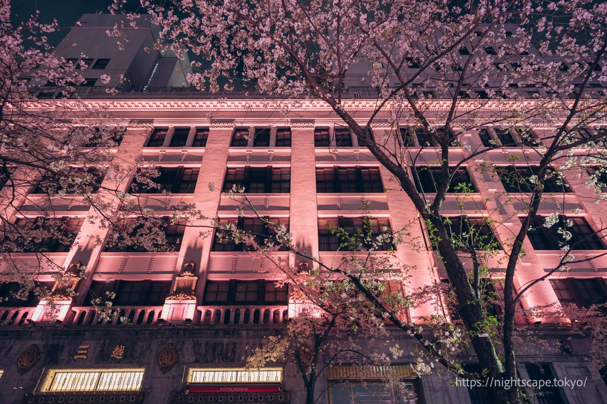 Edo Sakura Street Cherry Blossoms (SAKURA FES NIHONBASHI 2025): Access ...